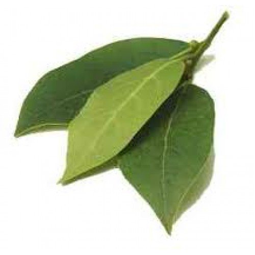 Bay Leaf Essential Oil – Incense Route